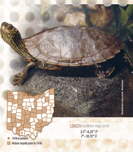 Ohio Native Species Archives - Companion Care